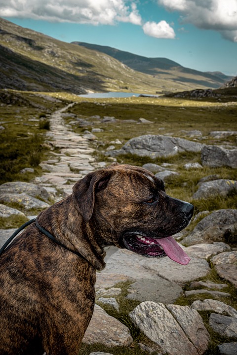 Hund Haustier Eckzahn - Kostenloses Foto auf Pixabay
