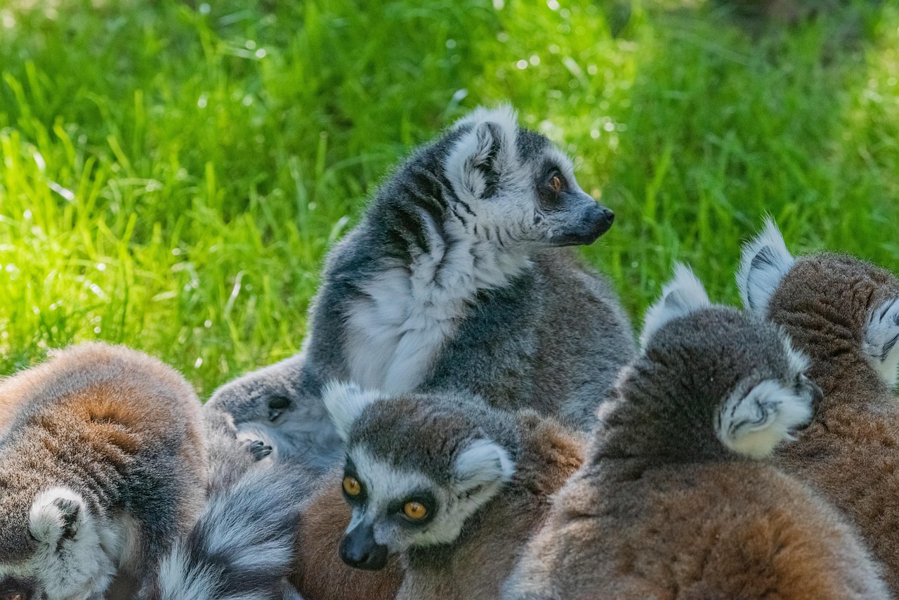 Lémures Animales Mamíferos Mundo - Foto gratis en Pixabay - Pixabay