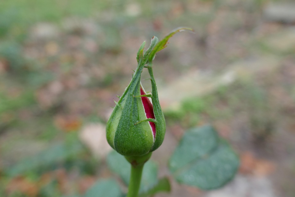 Rose Bouton De Fleur Qui - Photo gratuite sur Pixabay - Pixabay Rose Bouton De Fleur Qui - Photo gratuite sur Pixabay - Pixabay
