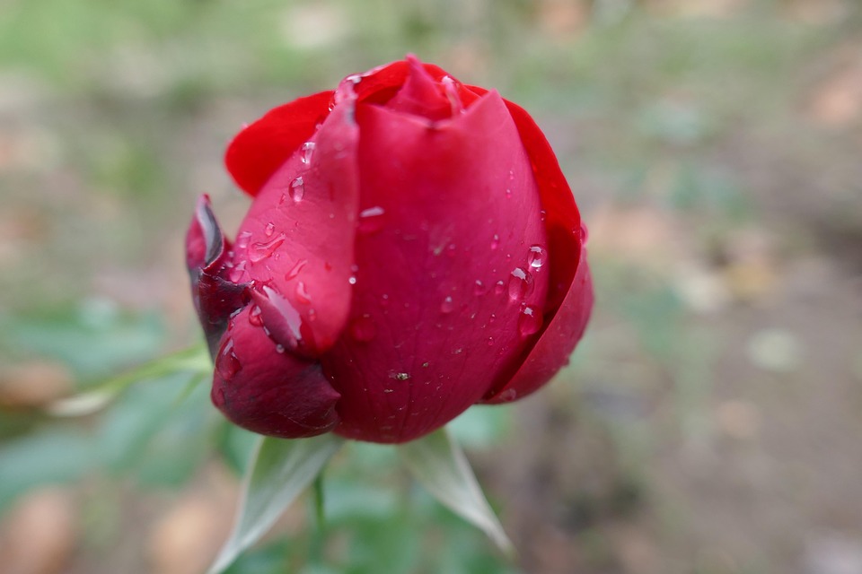 Rose Fleur Amour - Photo gratuite sur Pixabay - Pixabay