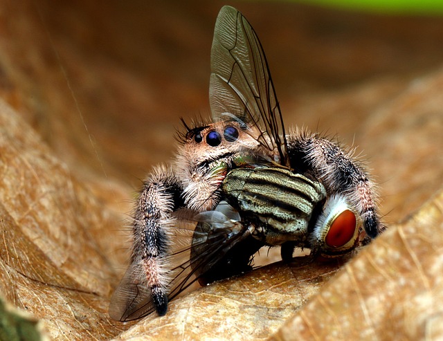 Zebra Spider Arachnid - Free photo on Pixabay