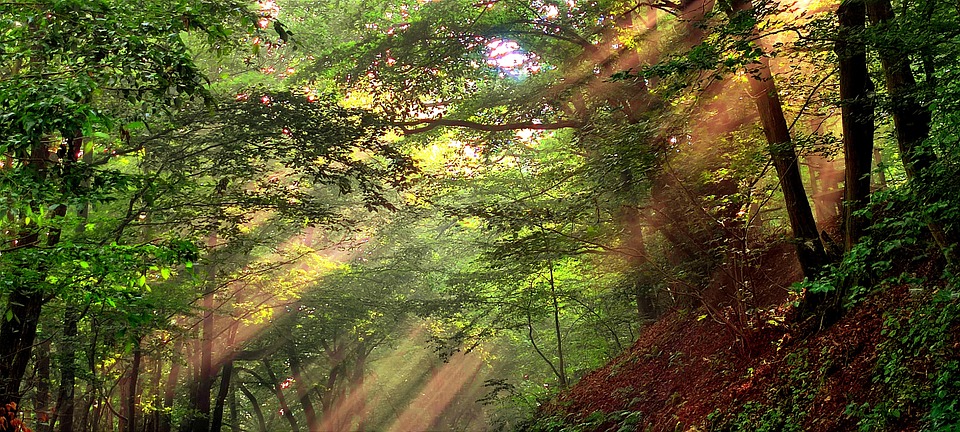 Nature Fog Tomorrow - Free photo on Pixabay - Pixabay