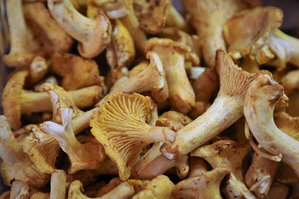 Pfifferlinge Pilze Essbar - Kostenloses Foto auf Pixabay