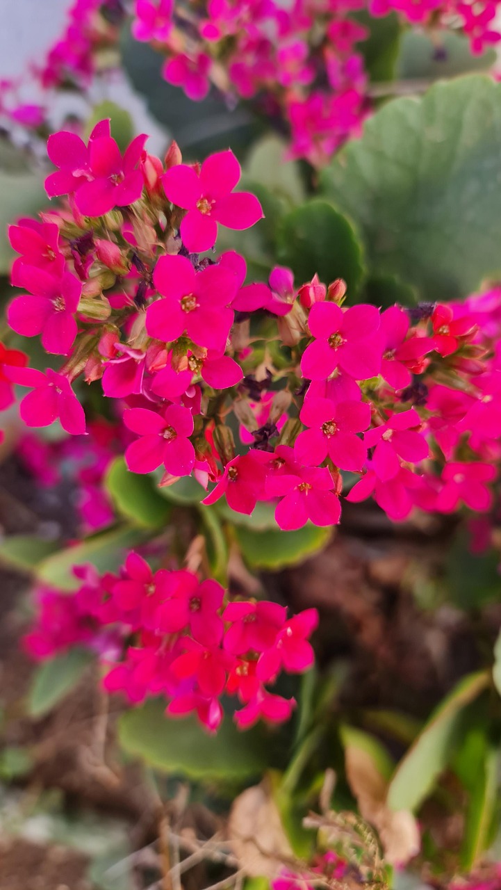 Flower Of Fortune Red Pink - Free photo on Pixabay - Pixabay