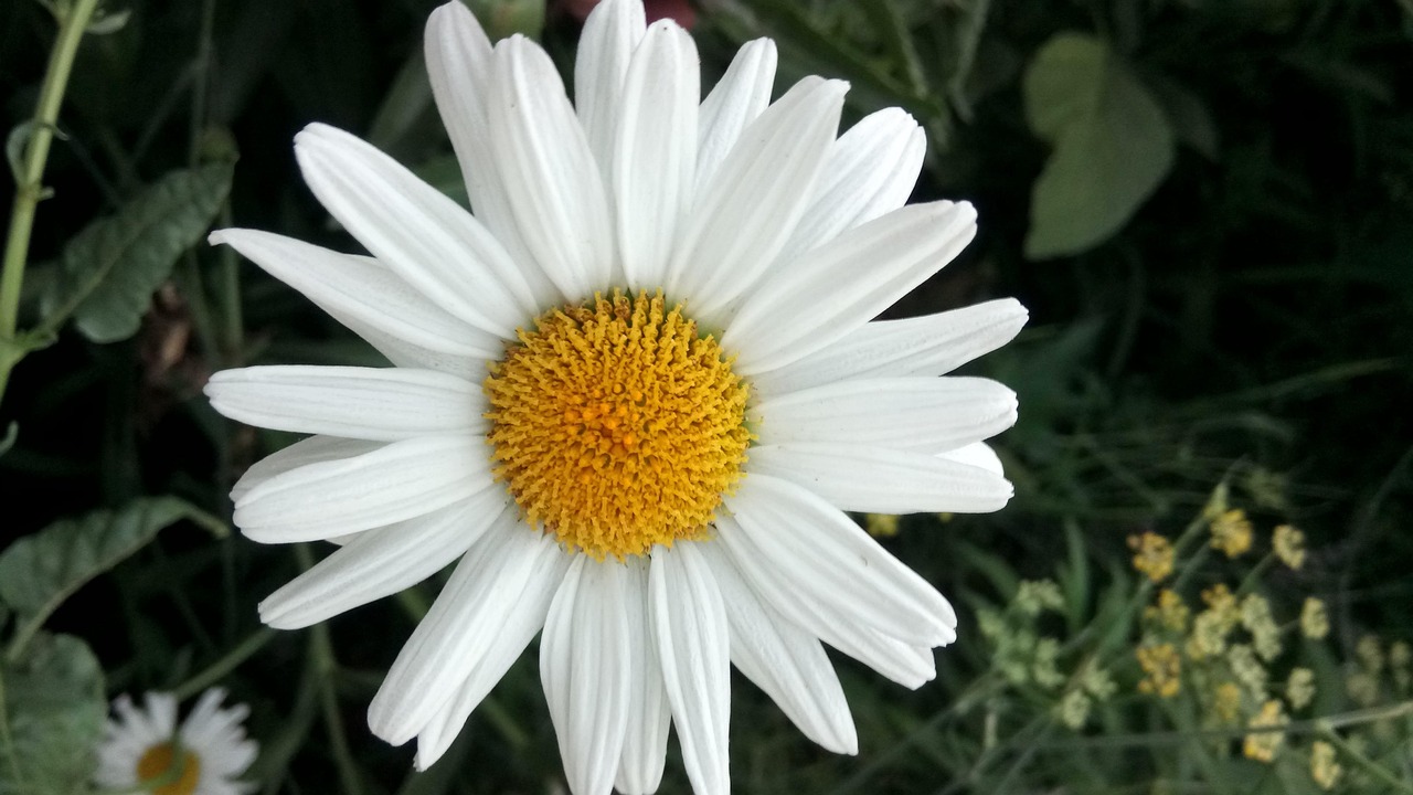 Daisy Flower White - Free photo on Pixabay - Pixabay