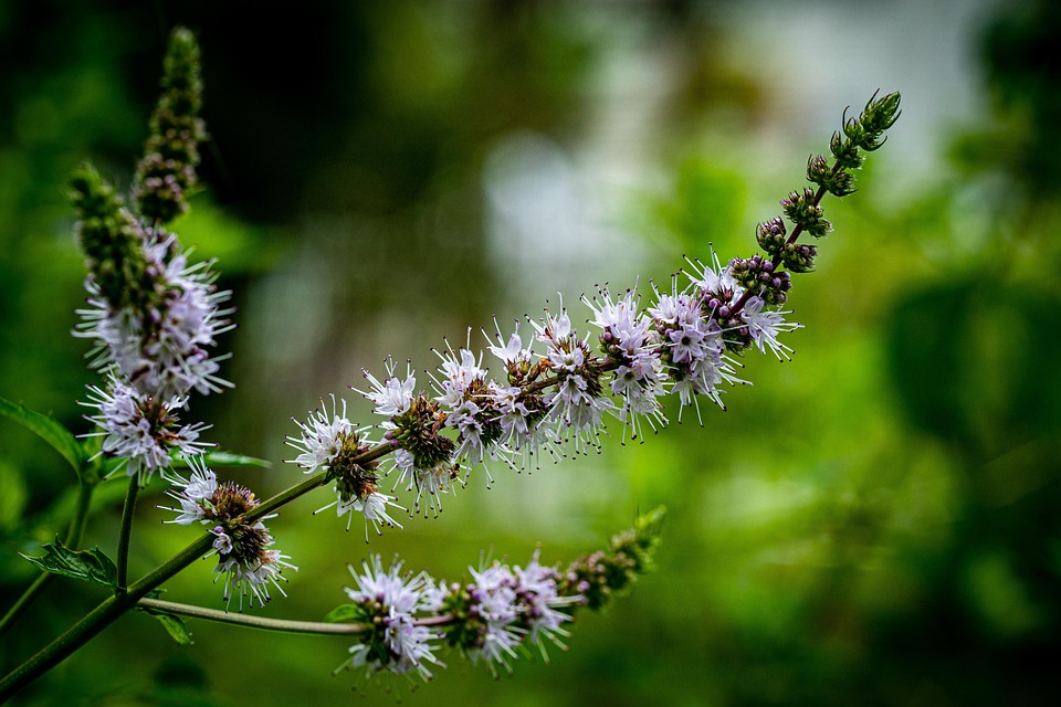 扫帚 Orobanche 花朵 - Pixabay上的免费照片 - Pixabay