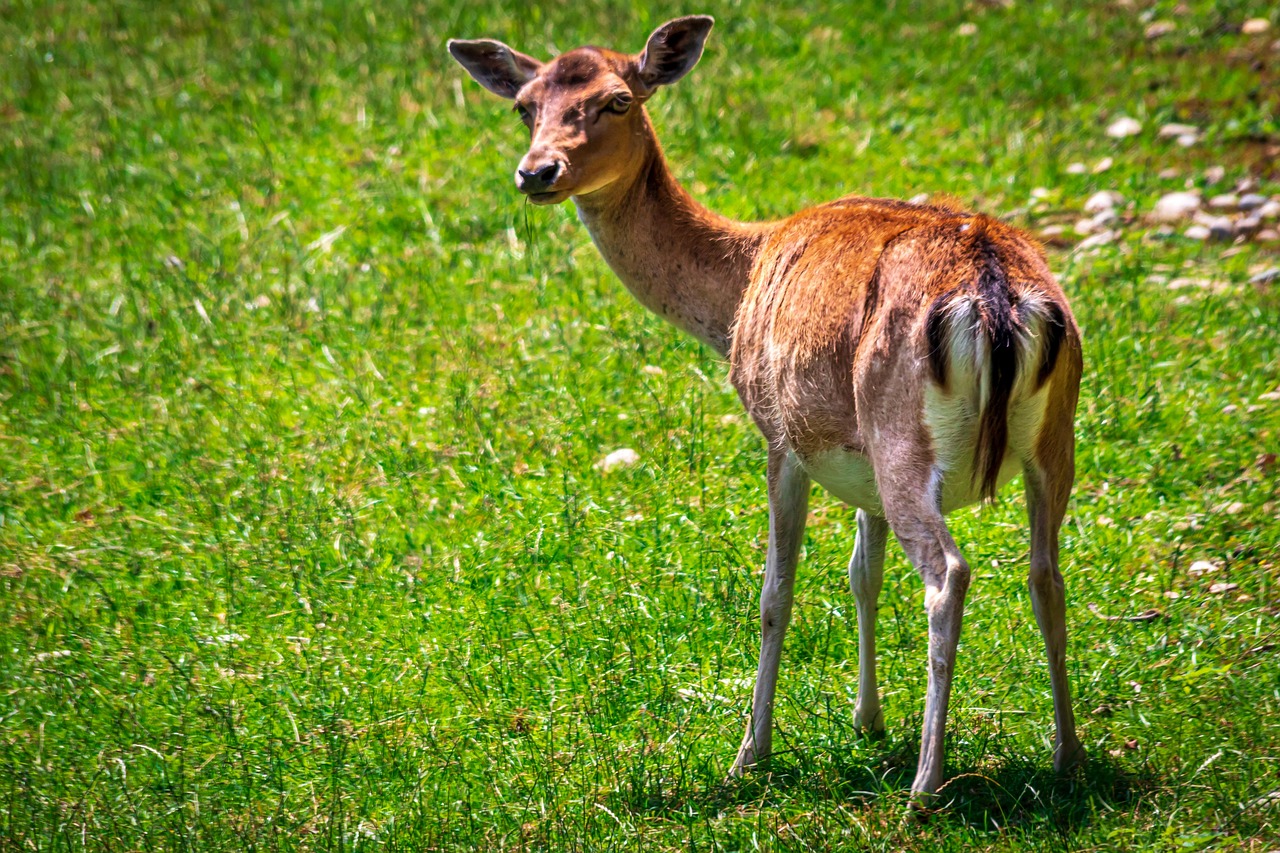 Rådyr Hjort Dyr - Gratis foto på Pixabay - Pixabay