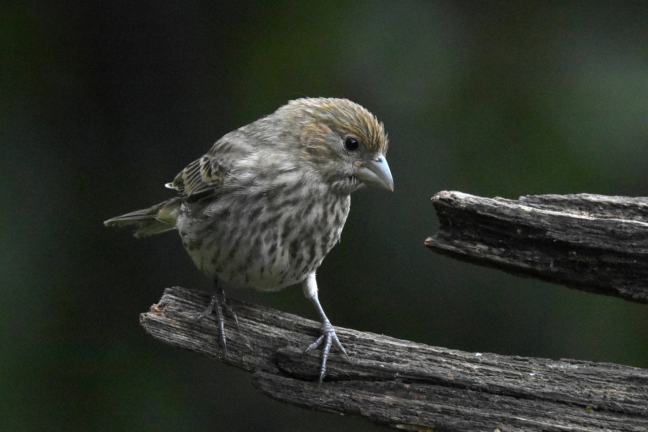 Haus Finch Vogel Sitzend - Kostenloses Foto auf Pixabay - Pixabay