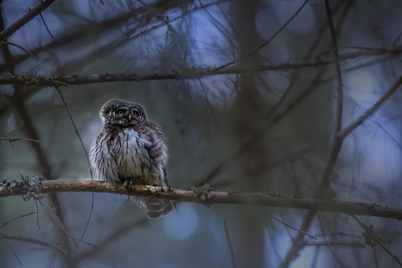 Burung Hantu Kerdil Eurasia - Foto gratis di Pixabay - Pixabay