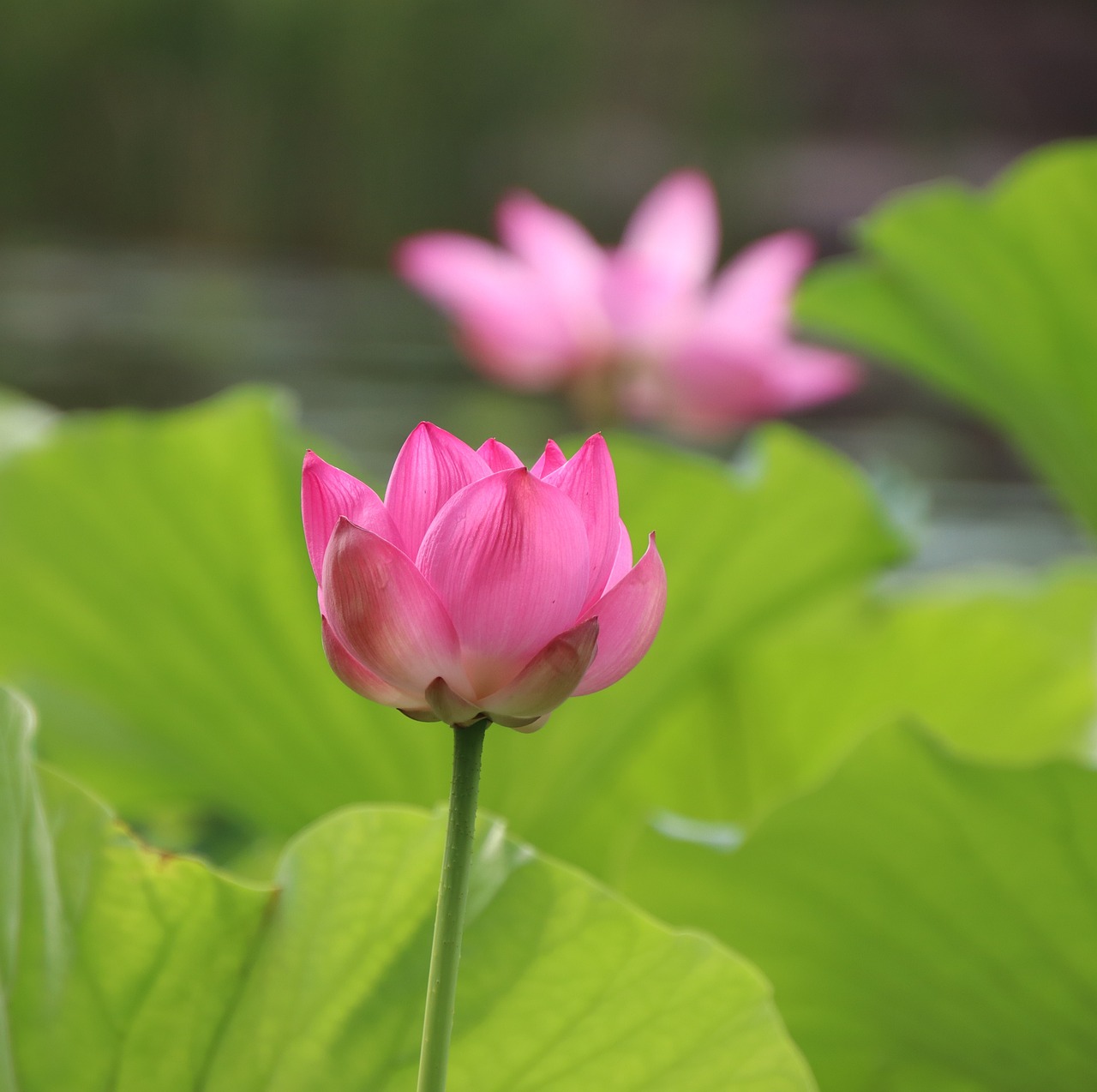 Lotus Fleurs De - Photo gratuite sur Pixabay - Pixabay