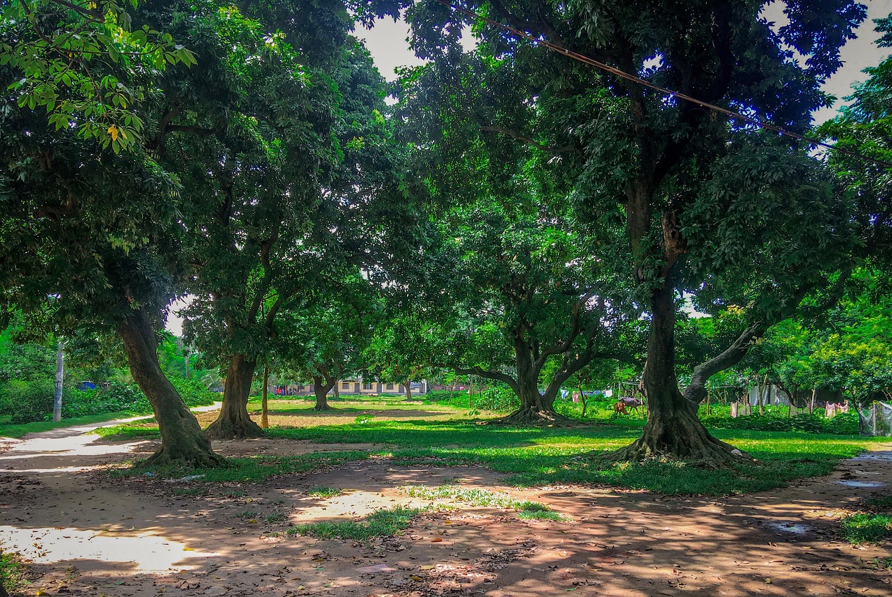 Tree Nature Forest - Free photo on Pixabay - Pixabay