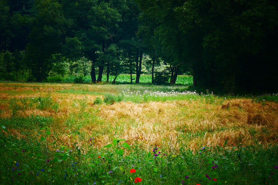 Wiese Natur Draußen - Kostenloses Foto auf Pixabay - Pixabay