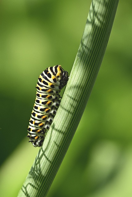 Chenille Queue D'Aronde Animal - Photo gratuite sur Pixabay - Pixabay