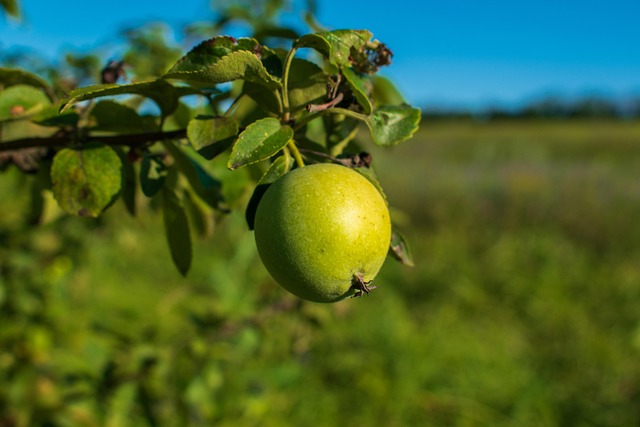 Pomme Verte Fruit Direction - Photo gratuite sur Pixabay - Pixabay