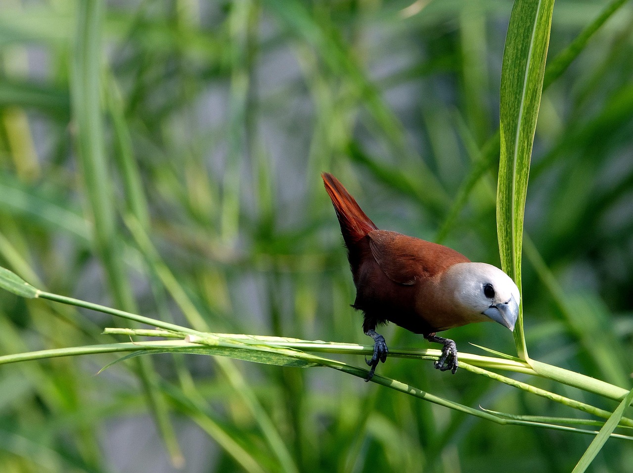 White-Headed Munia Bird Perched - Free photo on Pixabay - Pixabay