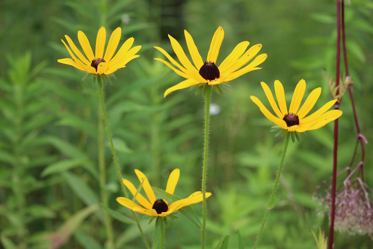 200+ Free Black-Eyed-Susan & Black-Eyed Susan Photos - Pixabay