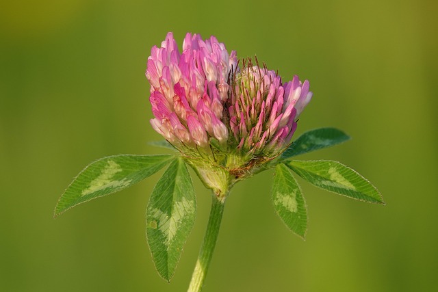 Red Clover Flowers Plant - Free photo on Pixabay - Pixabay