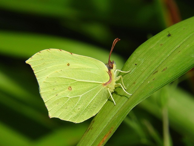 Common Brimstone Butterfly - Free photo on Pixabay