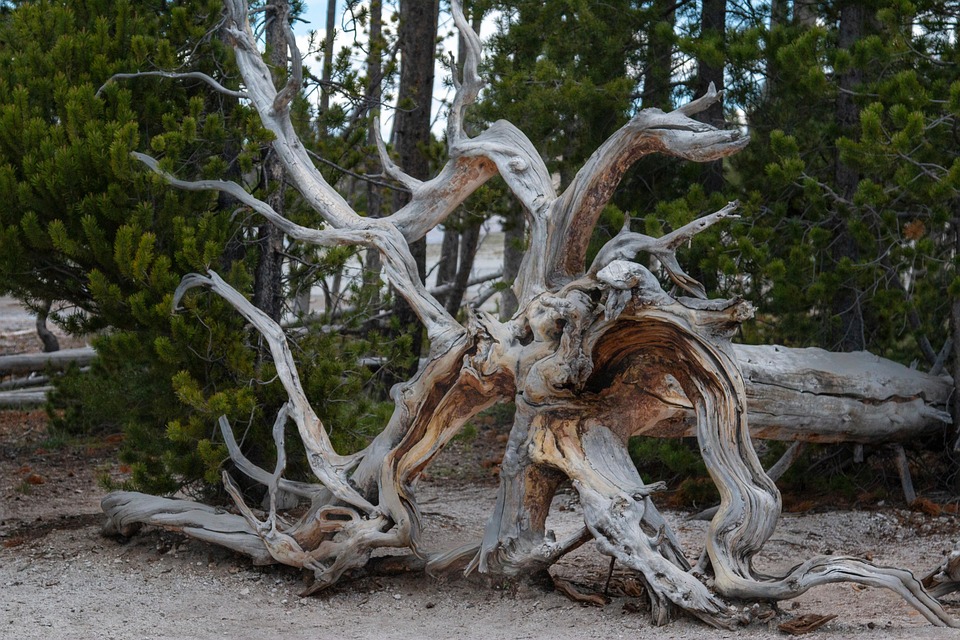 Driftwood Tree Yellowstone Old - Free photo on Pixabay - Pixabay