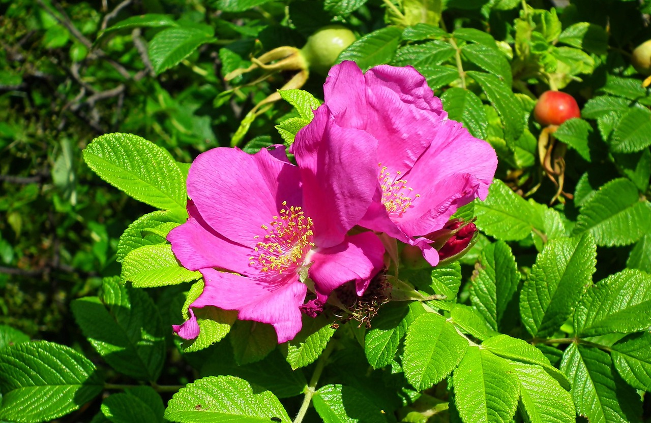 Beach Rose Flowers Plant Pink - Free photo on Pixabay