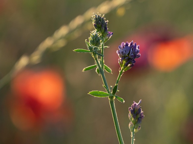 40+ Free Alfalfa Consociada & Alfalfa Images - Pixabay