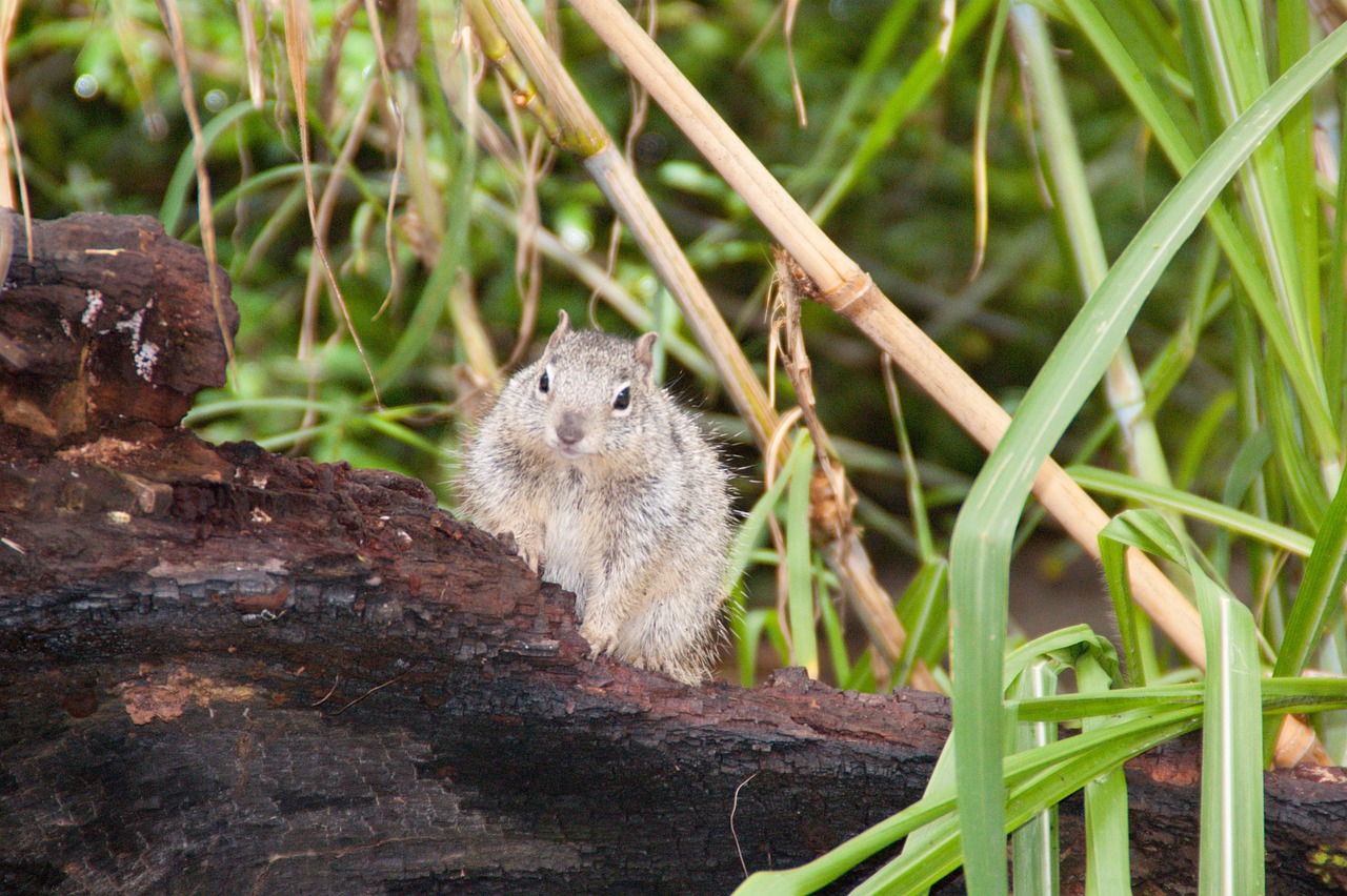 Squirrel Rodent Animal - Free photo on Pixabay - Pixabay