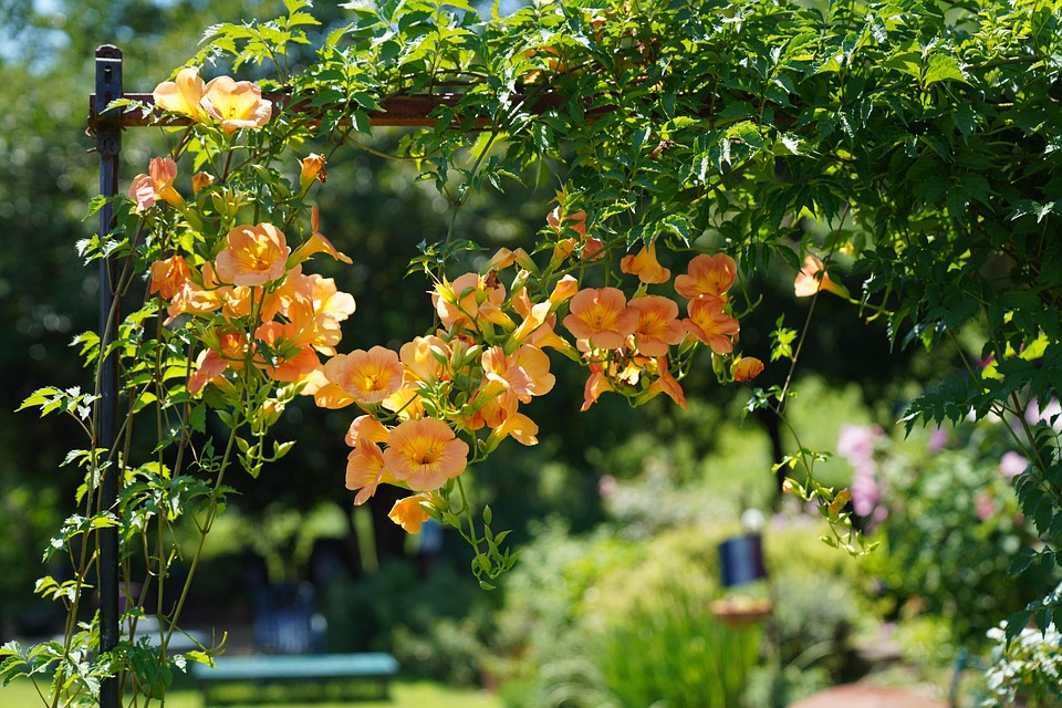 Chinese Trumpet Vine Flowers - Free photo on Pixabay - Pixabay