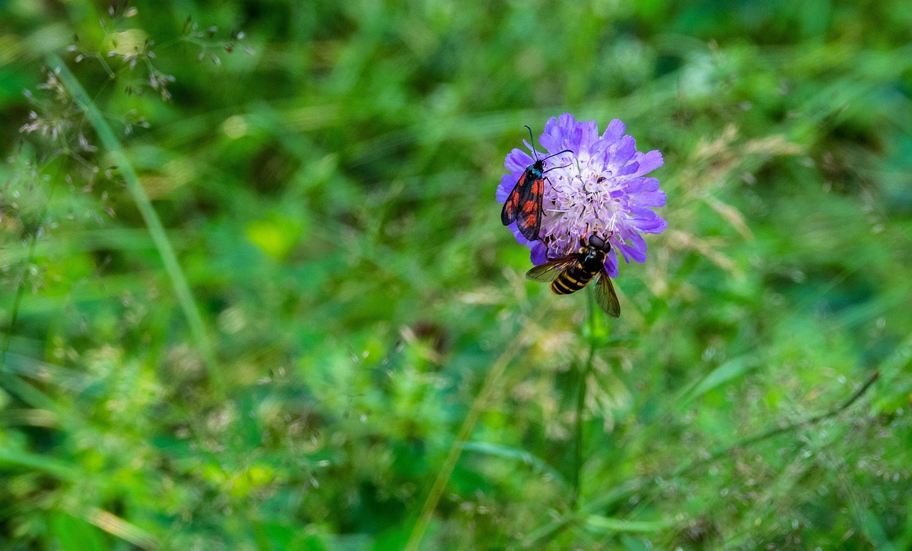Abeille Insectes Féconder - Photo gratuite sur Pixabay - Pixabay