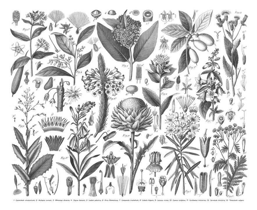 Botany Botanical Biology - Free image on Pixabay