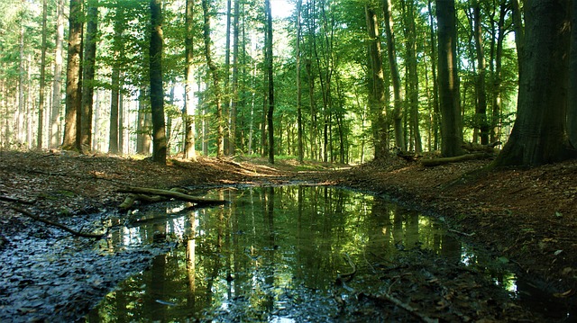 Forest To Pee Reflection Free Photo On Pixabay Pixabay