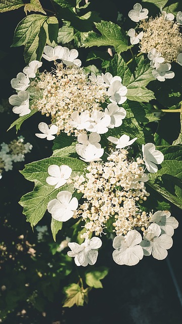Flores Branco Verde - Foto gratuita no Pixabay - Pixabay
