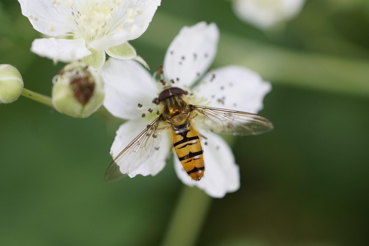 Hoverfly Insect Flower - Free photo on Pixabay