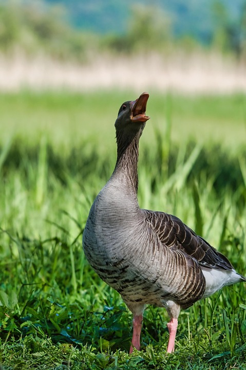 Graugans Gans Vogel - Kostenloses Foto auf Pixabay