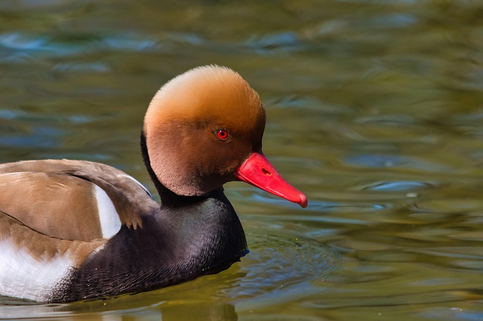 Duck Red-Crested Pochard Waterfowl - Free photo on Pixabay