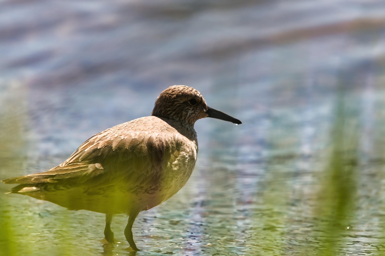 Red Knot Sandpiper Shorebird - Free photo on Pixabay