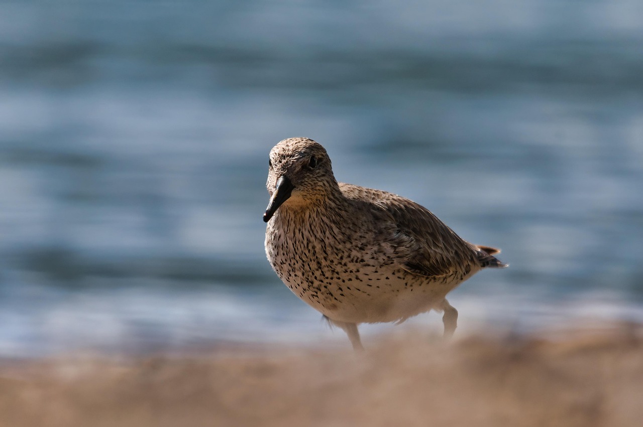 Red Knot Sandpiper Shorebird - Free photo on Pixabay