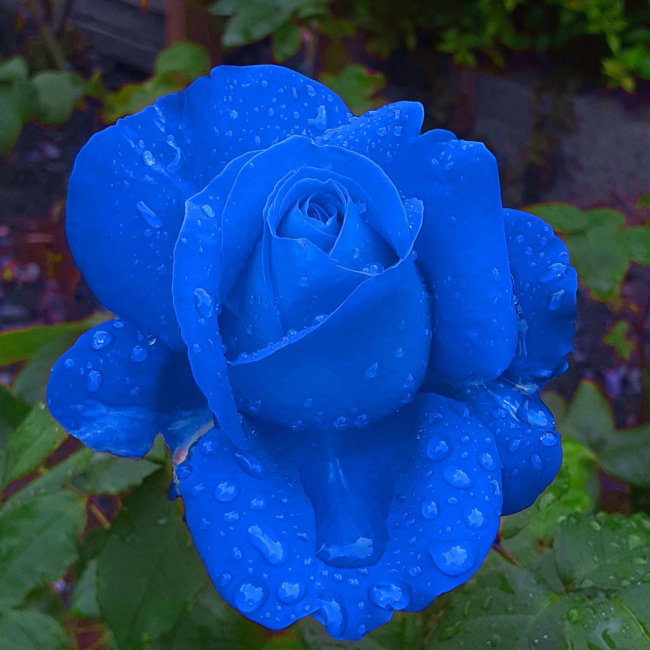 Rosa Azul Brilhante Florescer - Foto gratuita no Pixabay - Pixabay