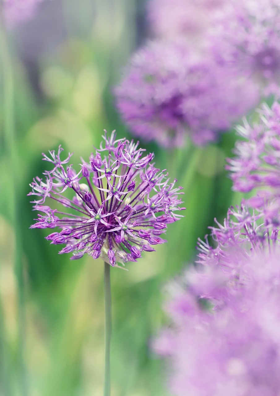 Allium Flor Planta Cebola - Foto gratuita no Pixabay - Pixabay