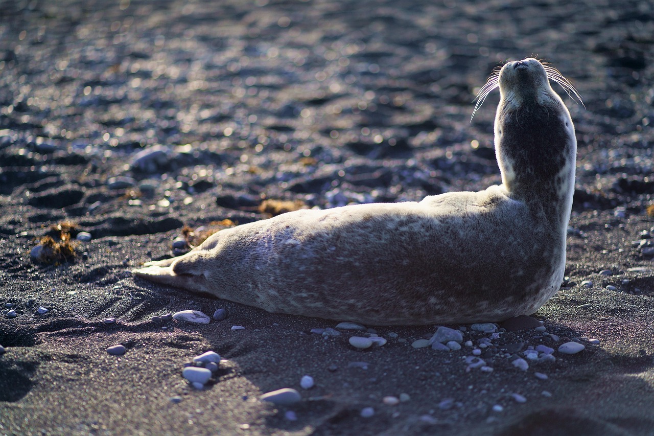 Seal Animal Coast - Free photo on Pixabay