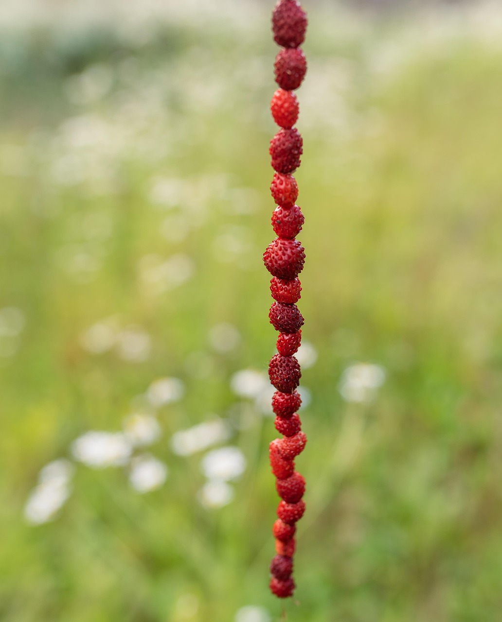 Berries Forest Nature - Free photo on Pixabay - Pixabay