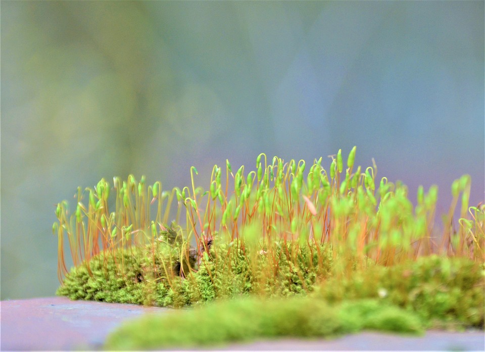 Moss Spores Plants Free Photo On Pixabay Pixabay