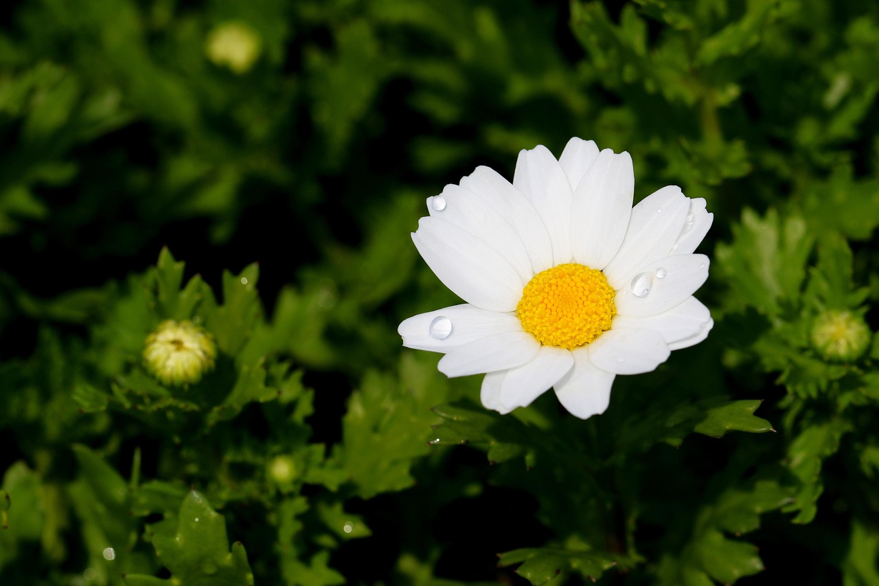Oxeye Daisy Dog Wild - Free photo on Pixabay