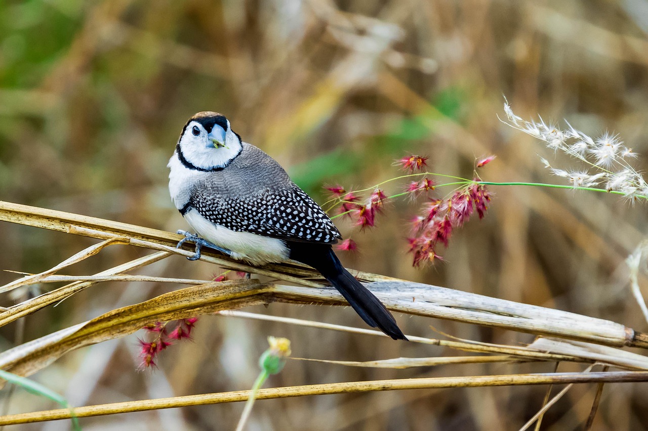 Bird Finch Habitat - Free photo on Pixabay