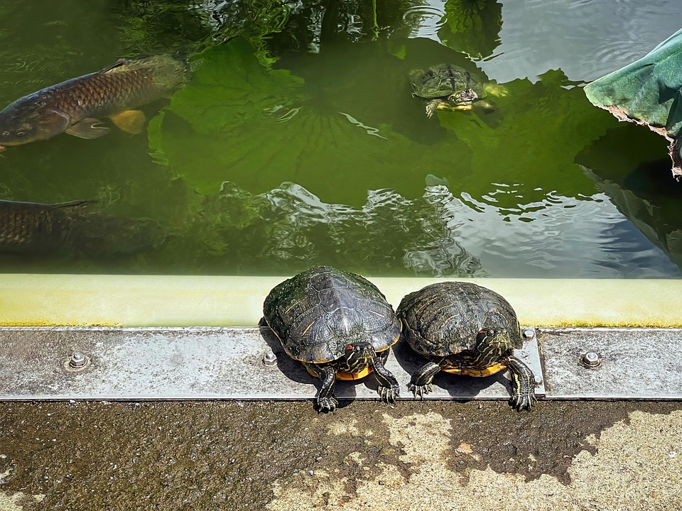 Turtles Reptiles Animals Aquatic - Free photo on Pixabay - Pixabay