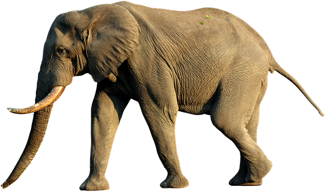 Download Elephant, Animal, Nature. Royalty-Free Stock Illustration ...