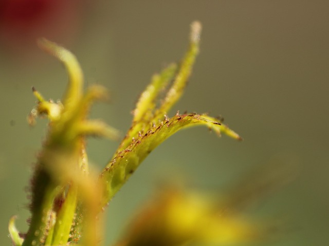 Plant Growth Botany - Free photo on Pixabay - Pixabay