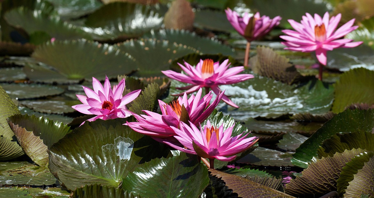 Water Lilies Pond Lily Pads Free Photo On Pixabay Pixabay