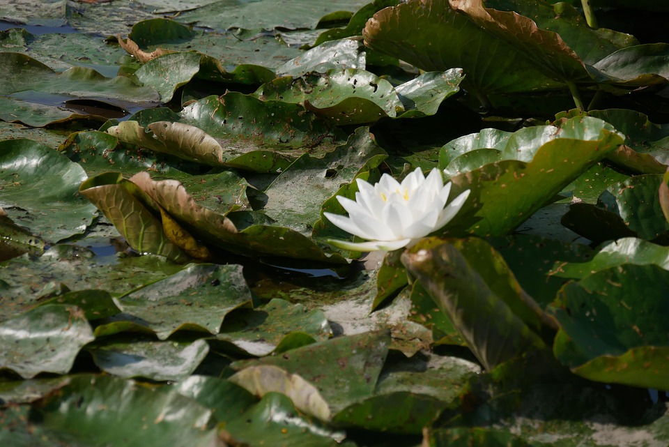 Lirio De Agua Lily Planta - Foto gratis en Pixabay - Pixabay