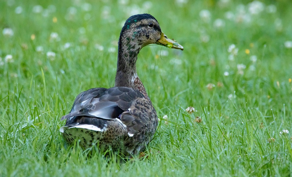 Duck Meadow Waterfowl - Free photo on Pixabay - Pixabay