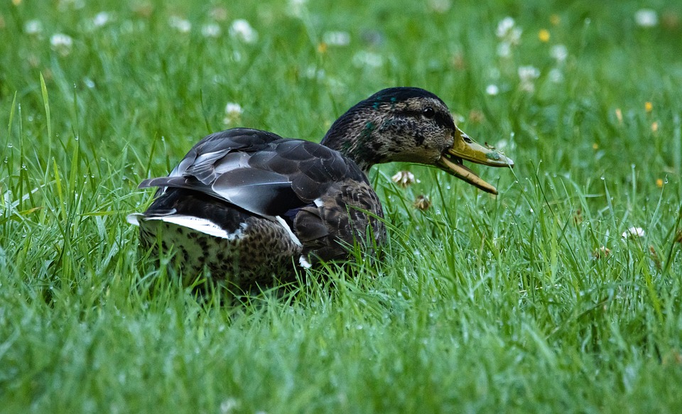 Duck Meadow Waterfowl - Free photo on Pixabay - Pixabay